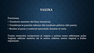 1a clase ginecología anatomia genital femenina (2).pptx anatomia ...