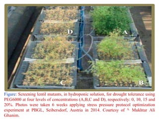 Dr. Md. Abdul Malek CSO Plant Breeding Division BINA advancement of ...