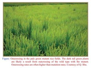 Dr. Md. Abdul Malek CSO Plant Breeding Division BINA advancement of ...