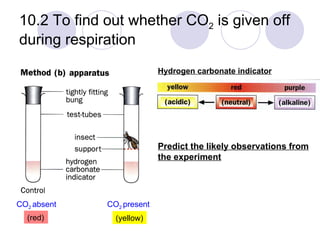 Chapter 10 Respiration Lesson 1 - Aerobic and Anaerobic Respiration and ...
