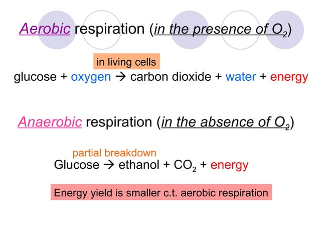 Chapter 10 Respiration Lesson 1 - Aerobic and Anaerobic Respiration and ...