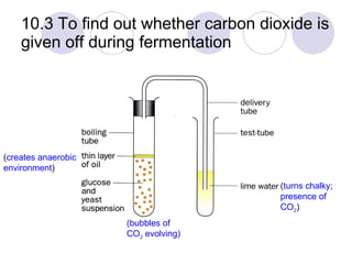 Anaerobic Respiration In Yeast Experiment