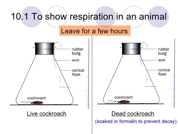 Chapter 10 Respiration Lesson 1 - Aerobic and Anaerobic Respiration a…