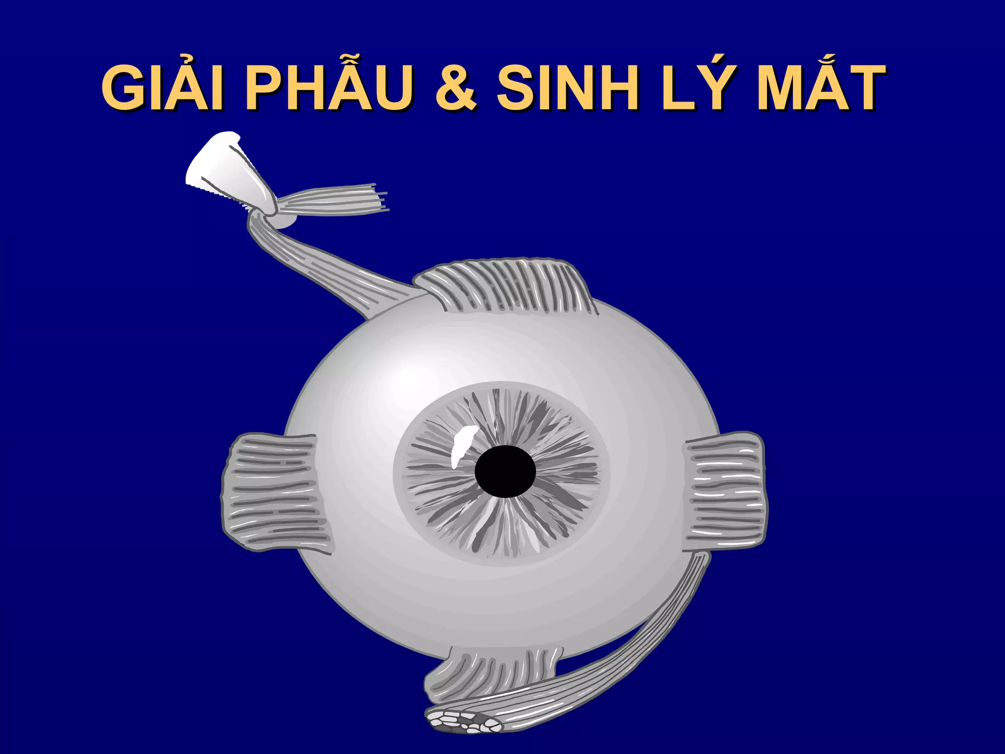 Eye anatomy | PPT