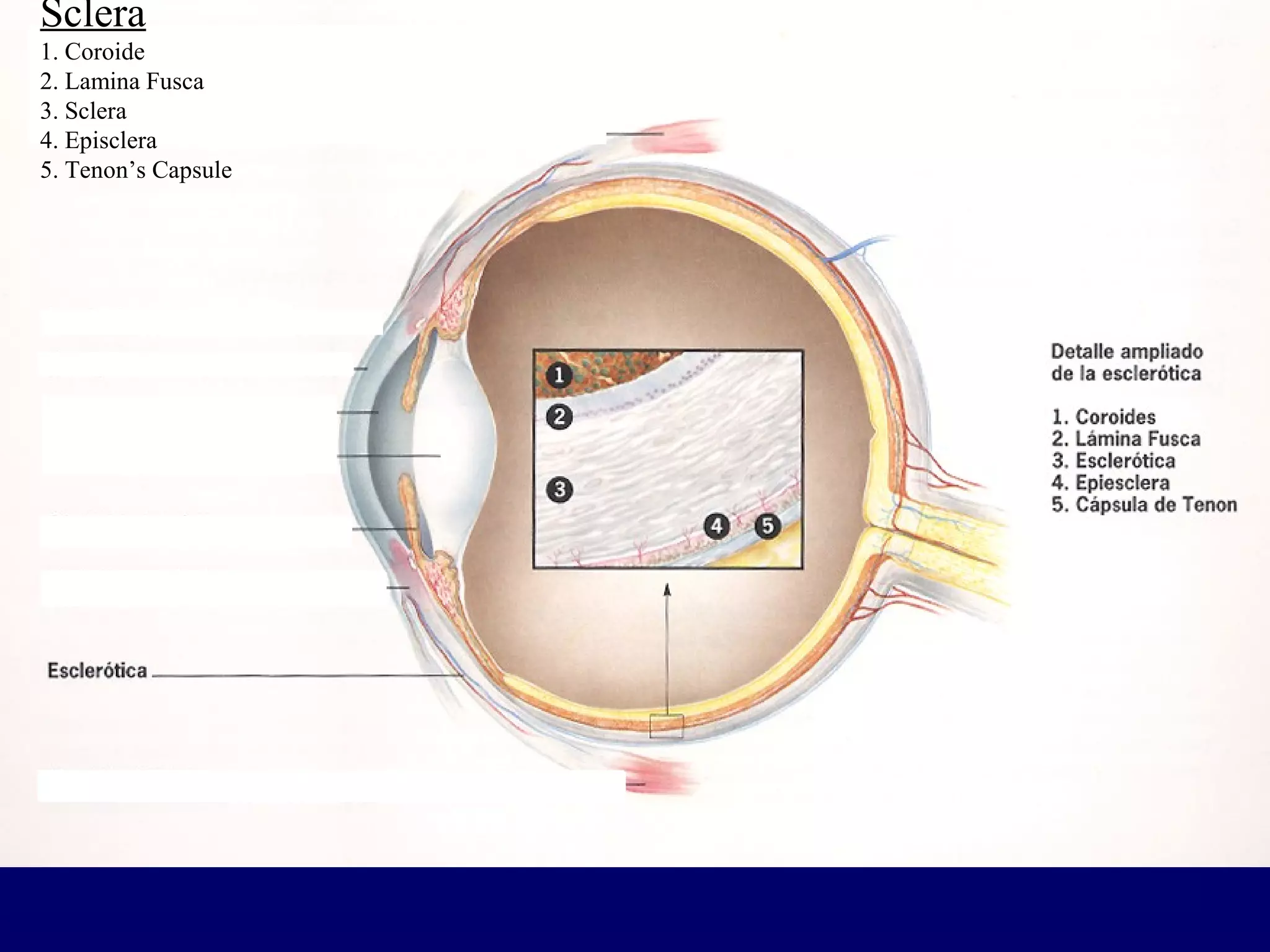 Eye anatomy | PPT
