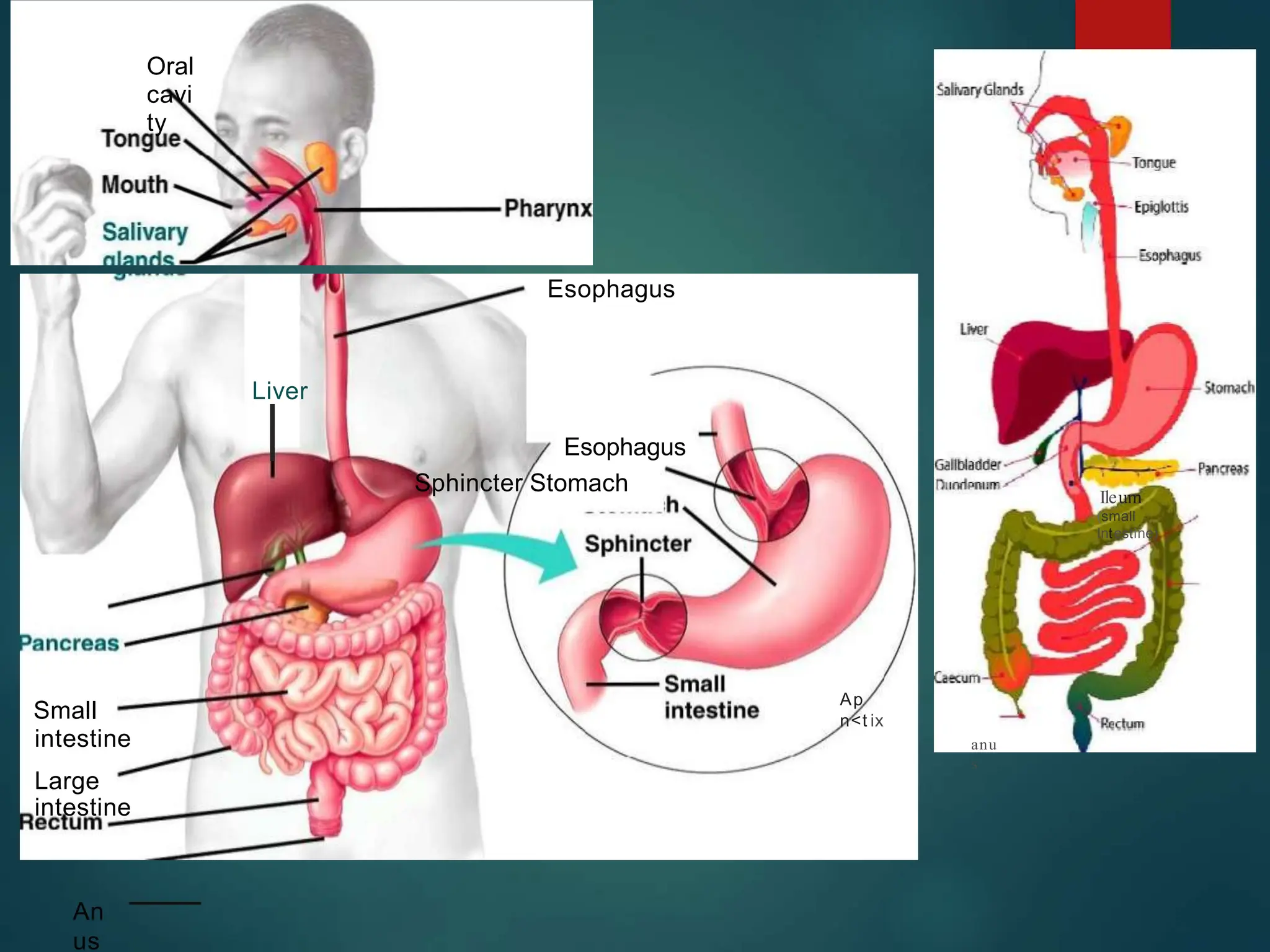 AHN-UNIT 1 PART I Electrolyte imbalance final.pptx | Digestive ...