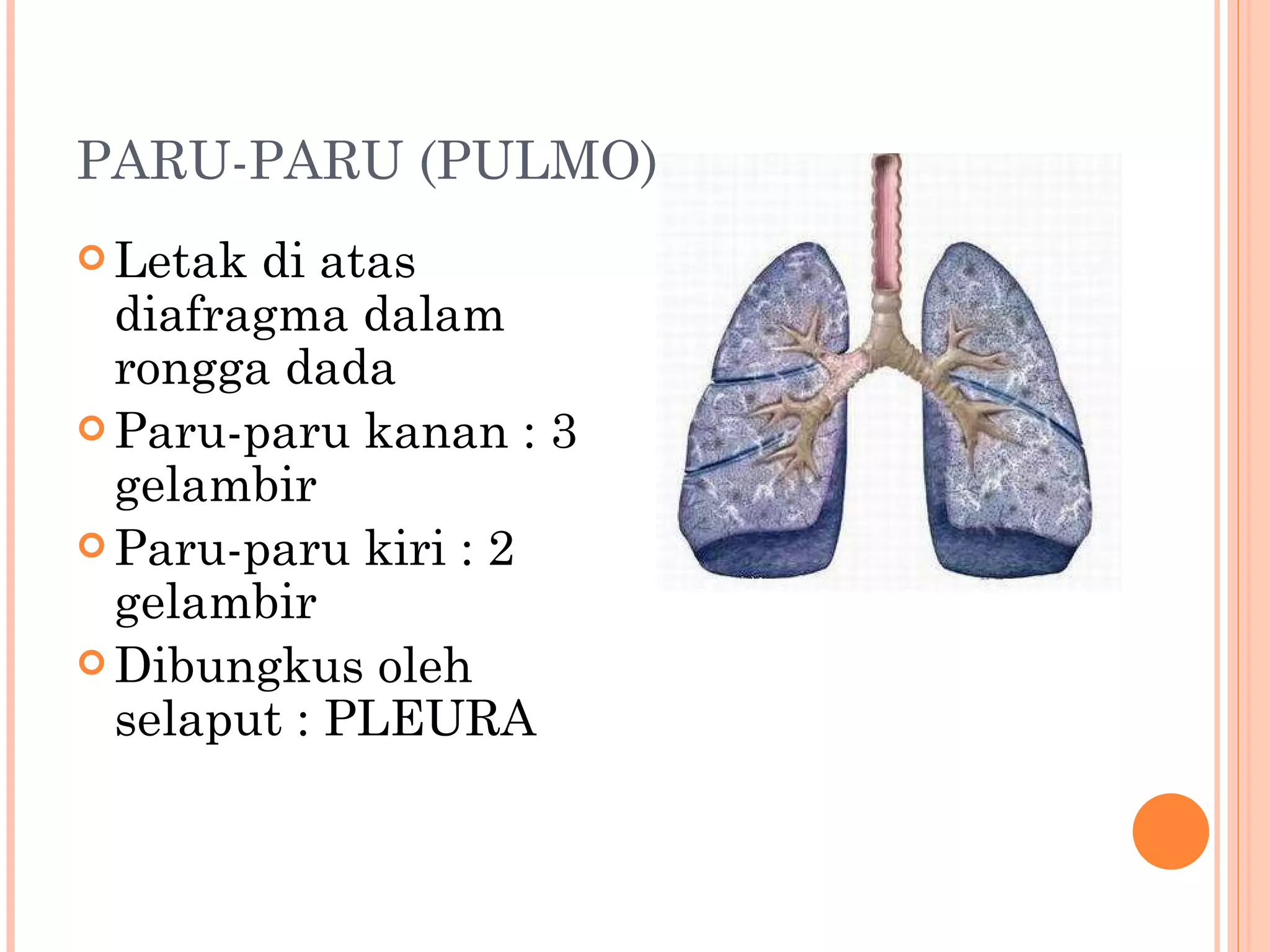 1 alat pernapasan manusia | PPT