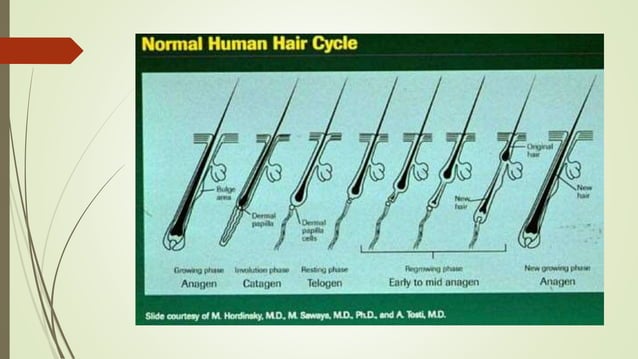 Hair Disorders | PPTX