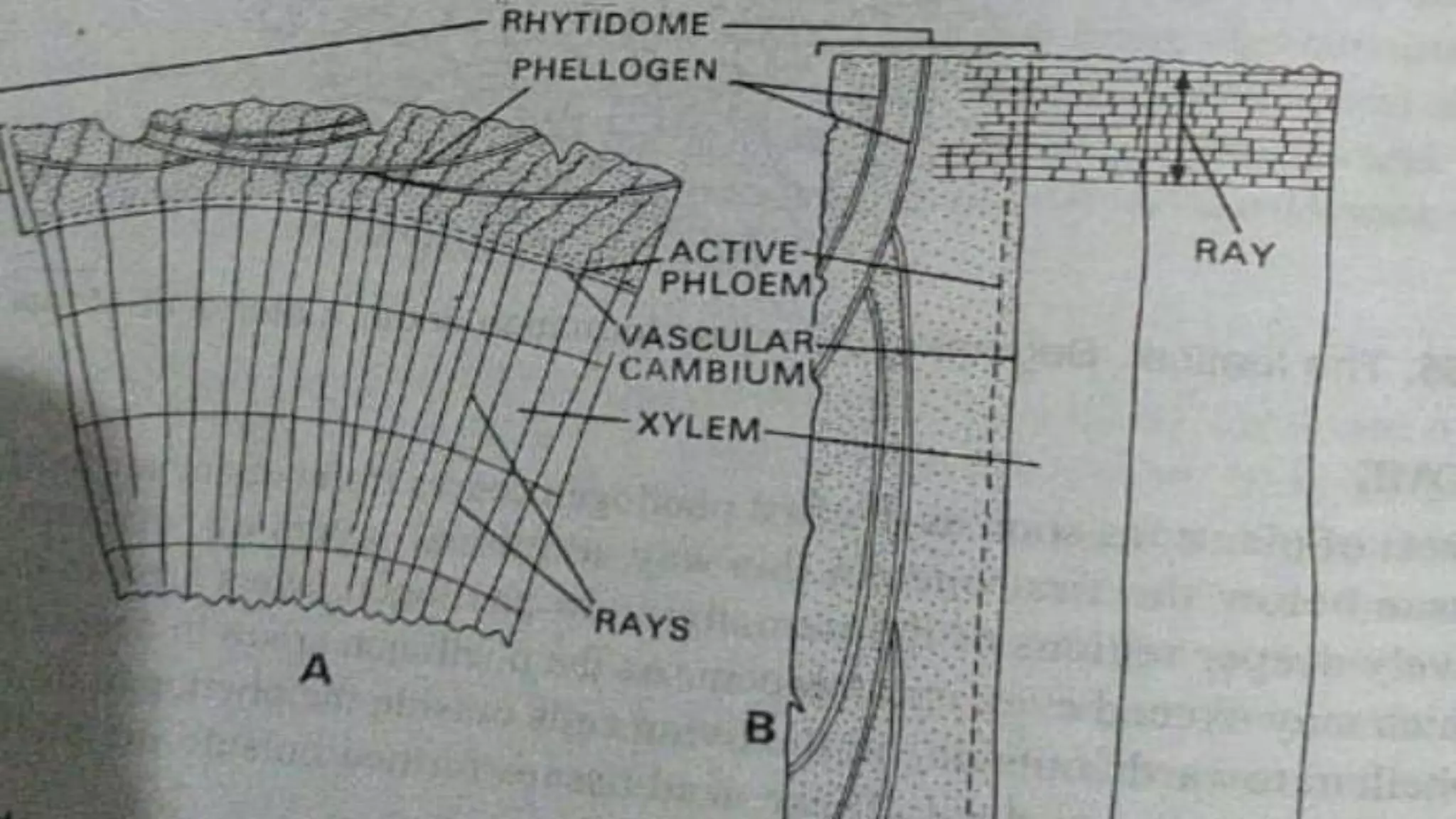 Anatomy of angiosperms: Lenticels and rhytidome | PPTX