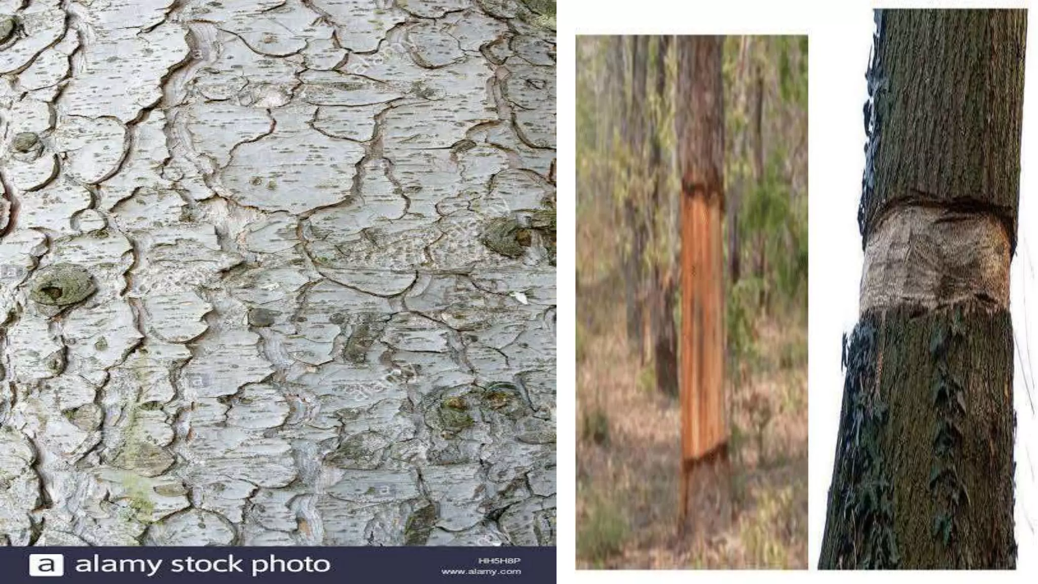 Anatomy of angiosperms: Lenticels and rhytidome | PPTX