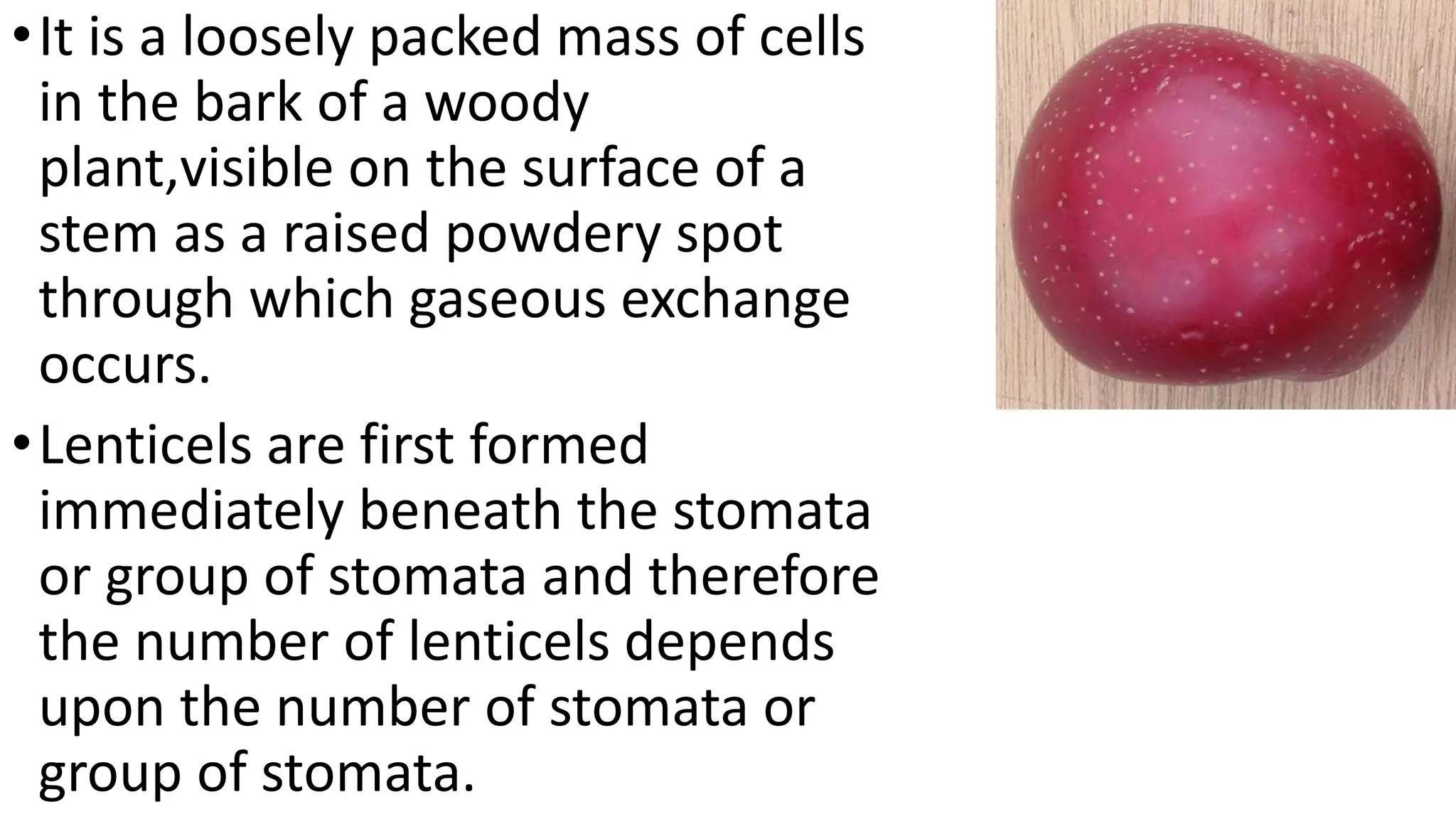 Anatomy of angiosperms: Lenticels and rhytidome | PPTX