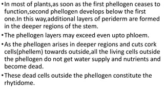 Anatomy of angiosperms: Lenticels and rhytidome | PPTX