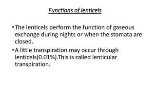 Anatomy of angiosperms: Lenticels and rhytidome | PPTX