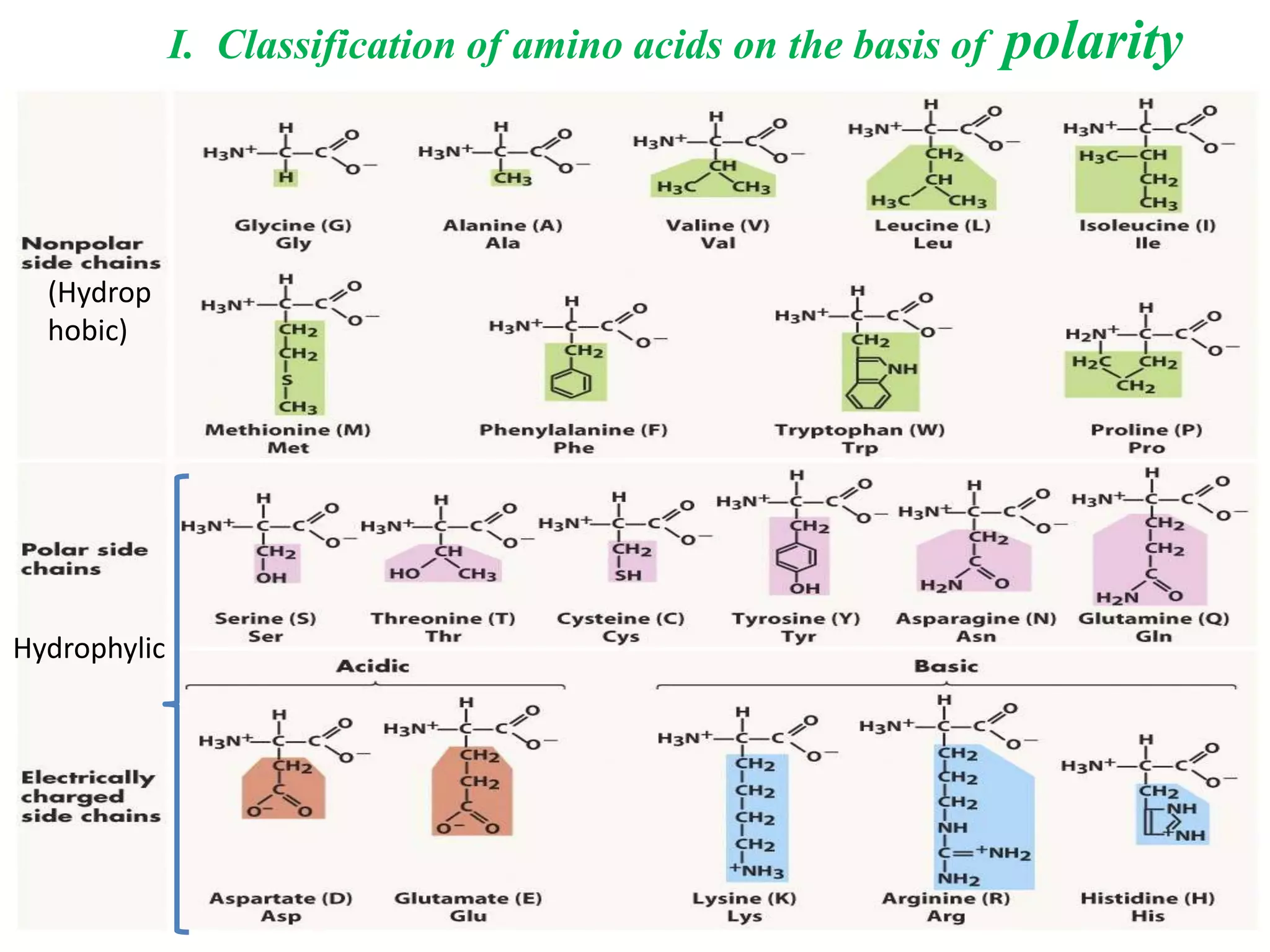 1 Main minerals. Amino acids. Proteins folding 2021 | PPTX