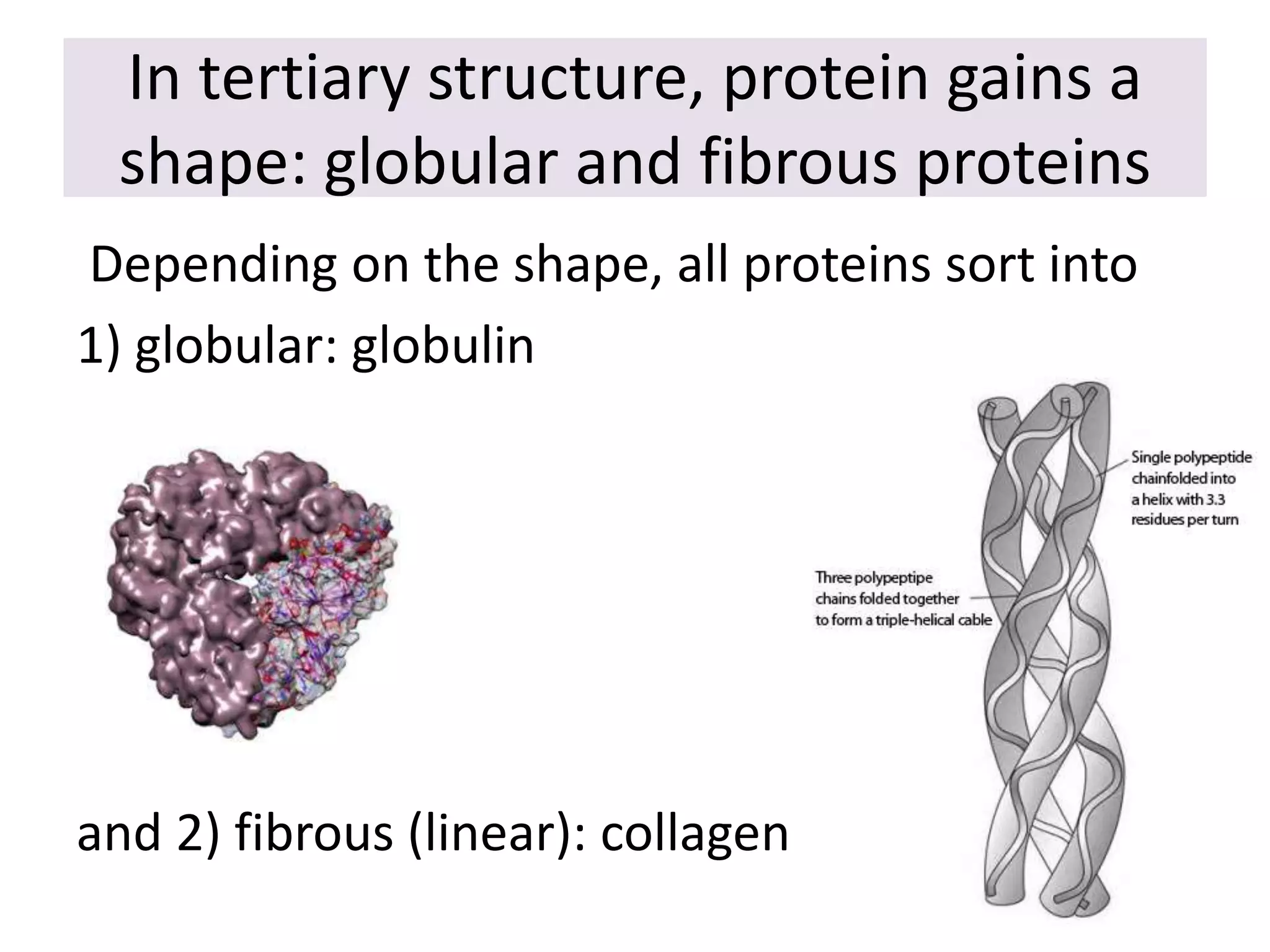 1 Main minerals. Amino acids. Proteins folding 2021 | PPTX