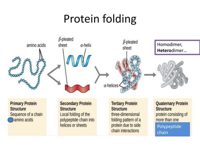 1 Main minerals. Amino acids. Proteins folding 2021 | PPT