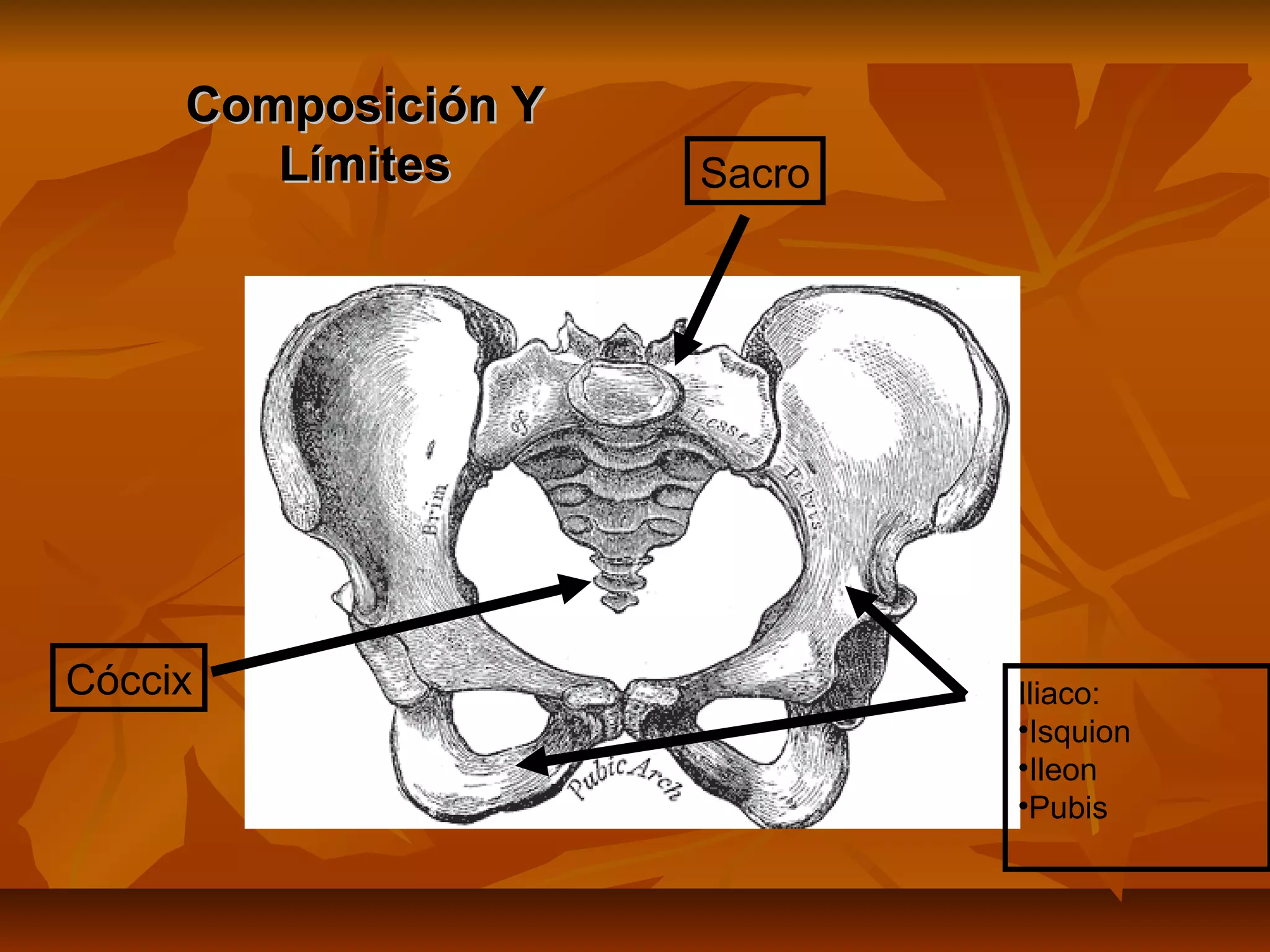 # 1 anatomia de la pelvis | PPT