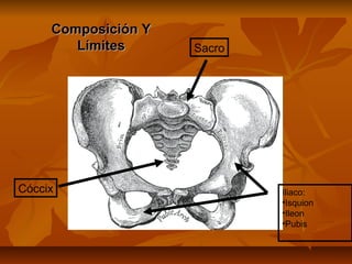 # 1 anatomia de la pelvis | PPT