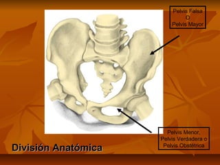 # 1 anatomia de la pelvis | PPT