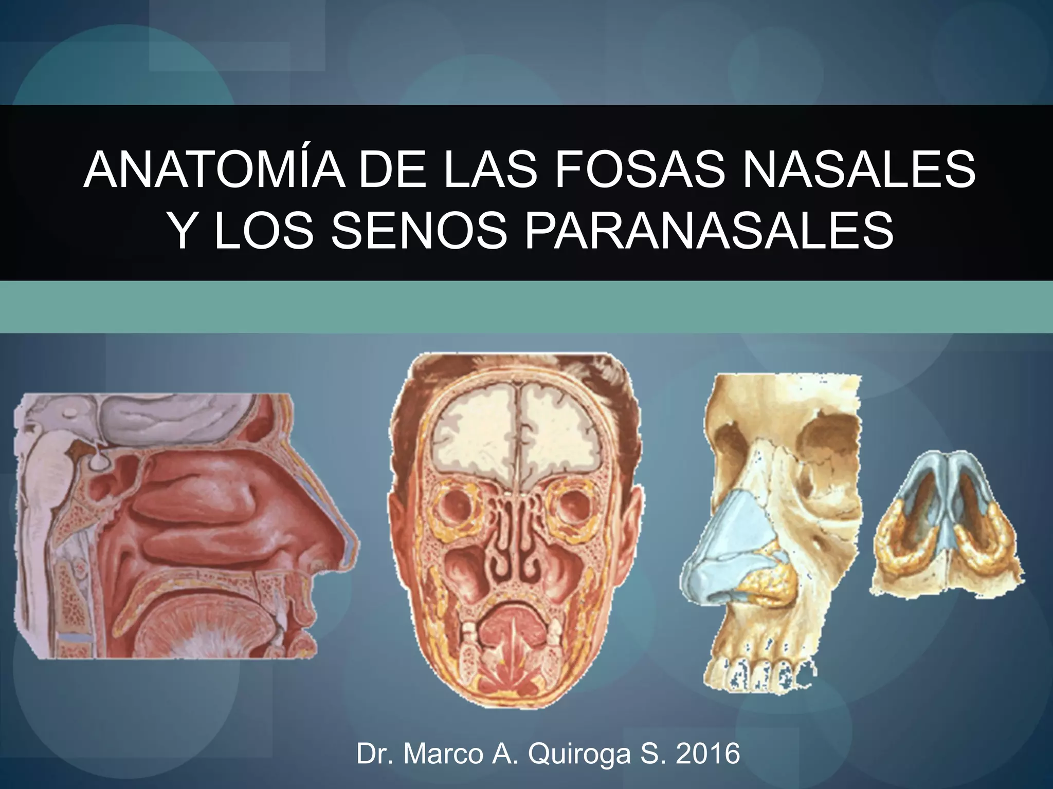 Anatomía De Los Senos Nasales Y Del Oído