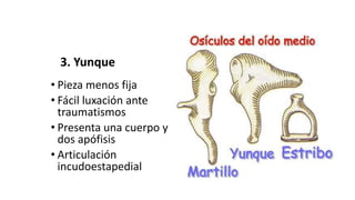 1 ANATOMIA Y FISOLOGIA DEL OIDO.pptx