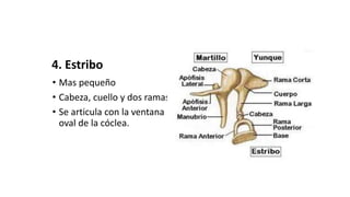 1 ANATOMIA Y FISOLOGIA DEL OIDO.pptx