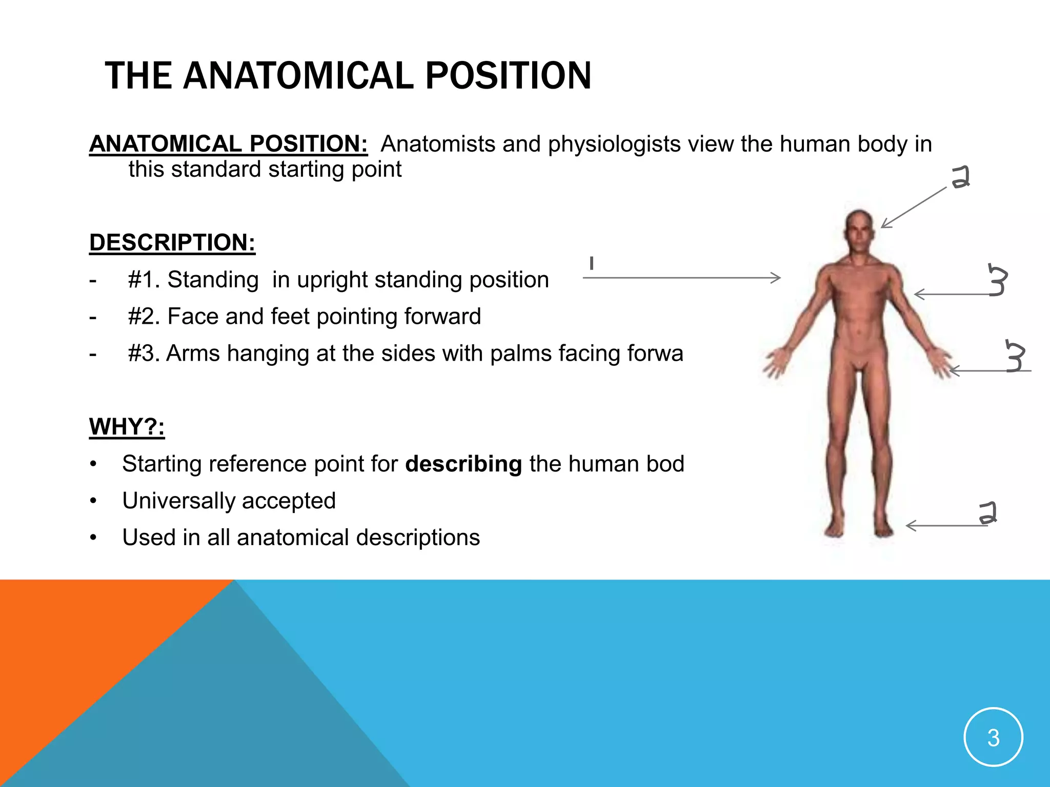 1 anatomical positions | PPTX