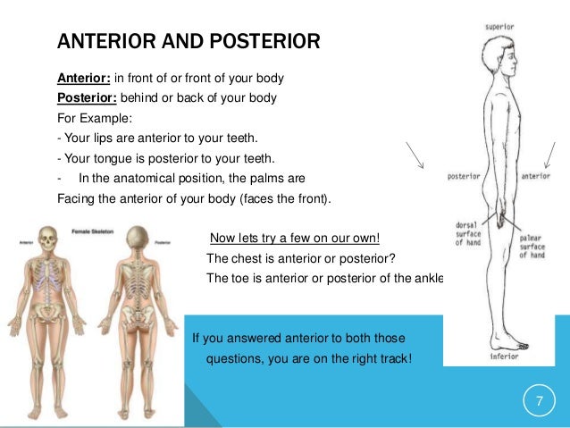 1 Anatomical Positions 1 Anatomical Positions