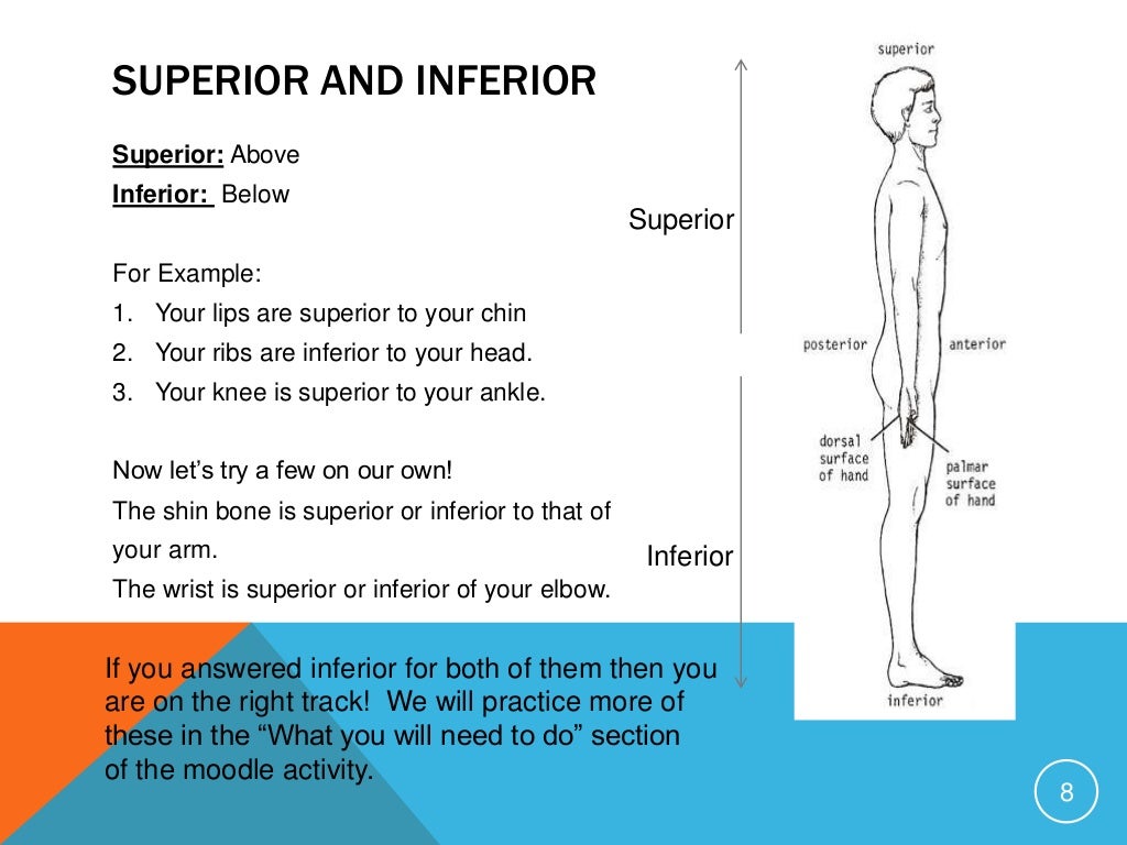 1 anatomical positions