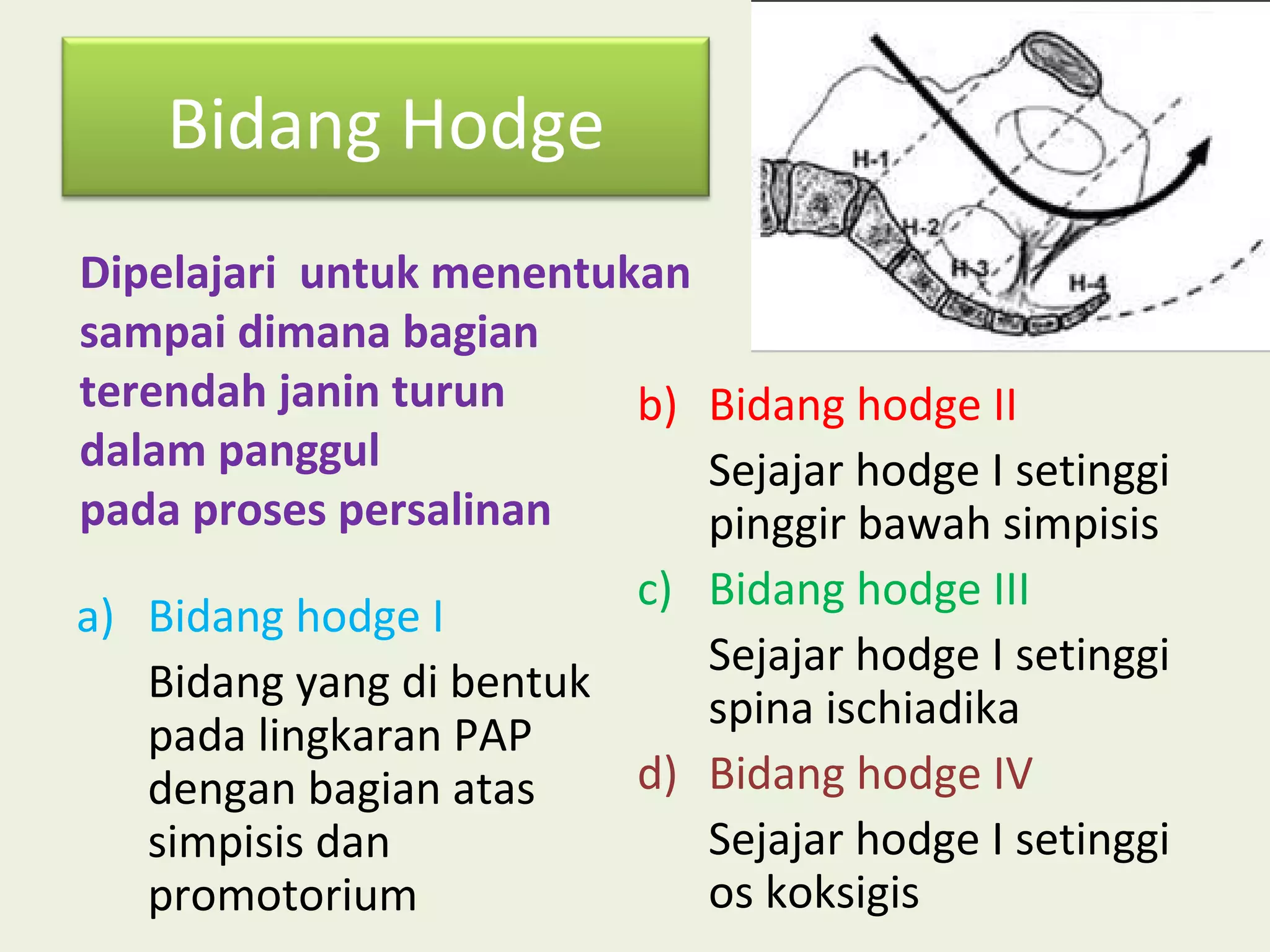 anatomi genitalia (internal dan eksternal) | PPT