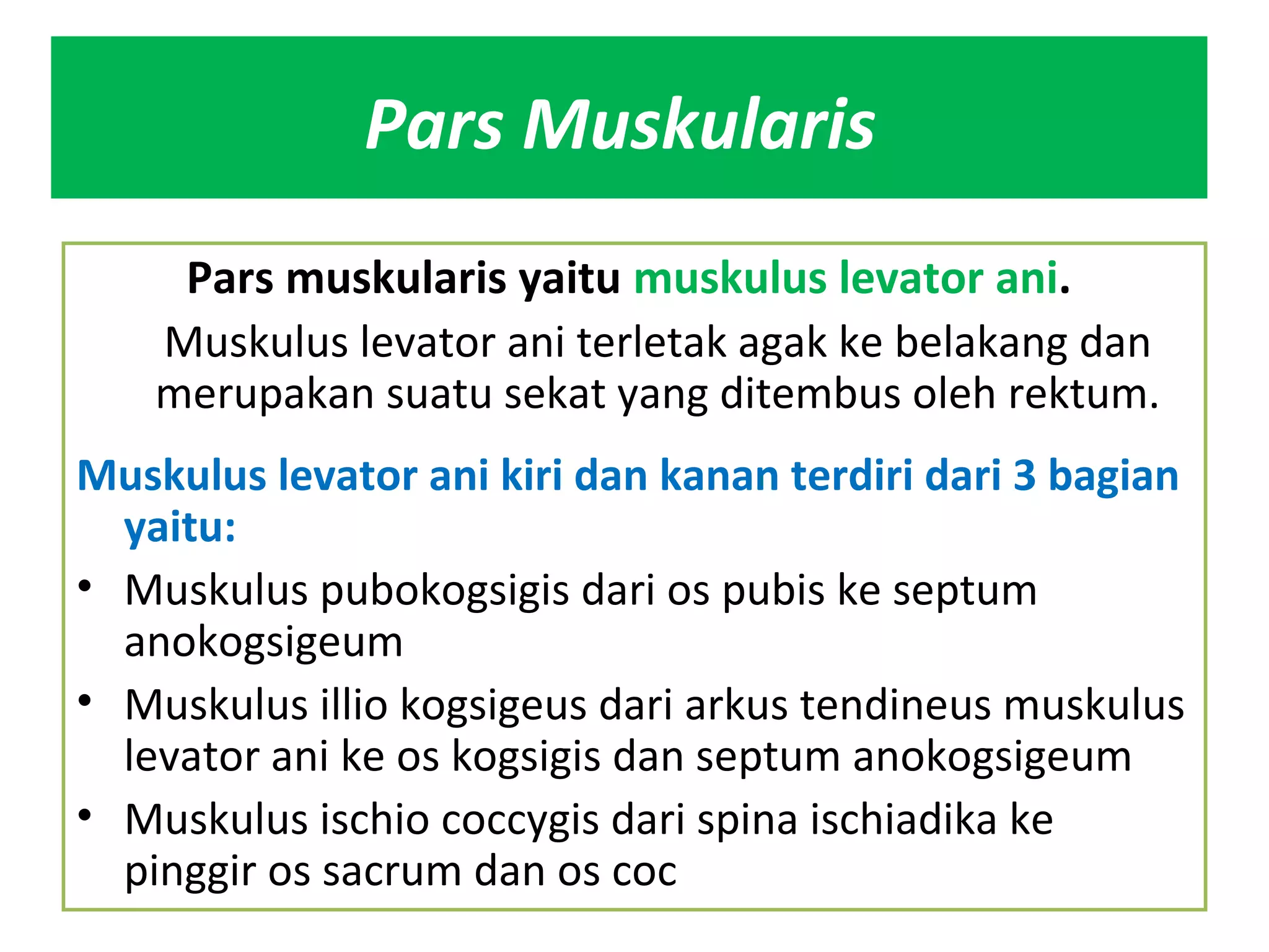 anatomi genitalia (internal dan eksternal) | PPT