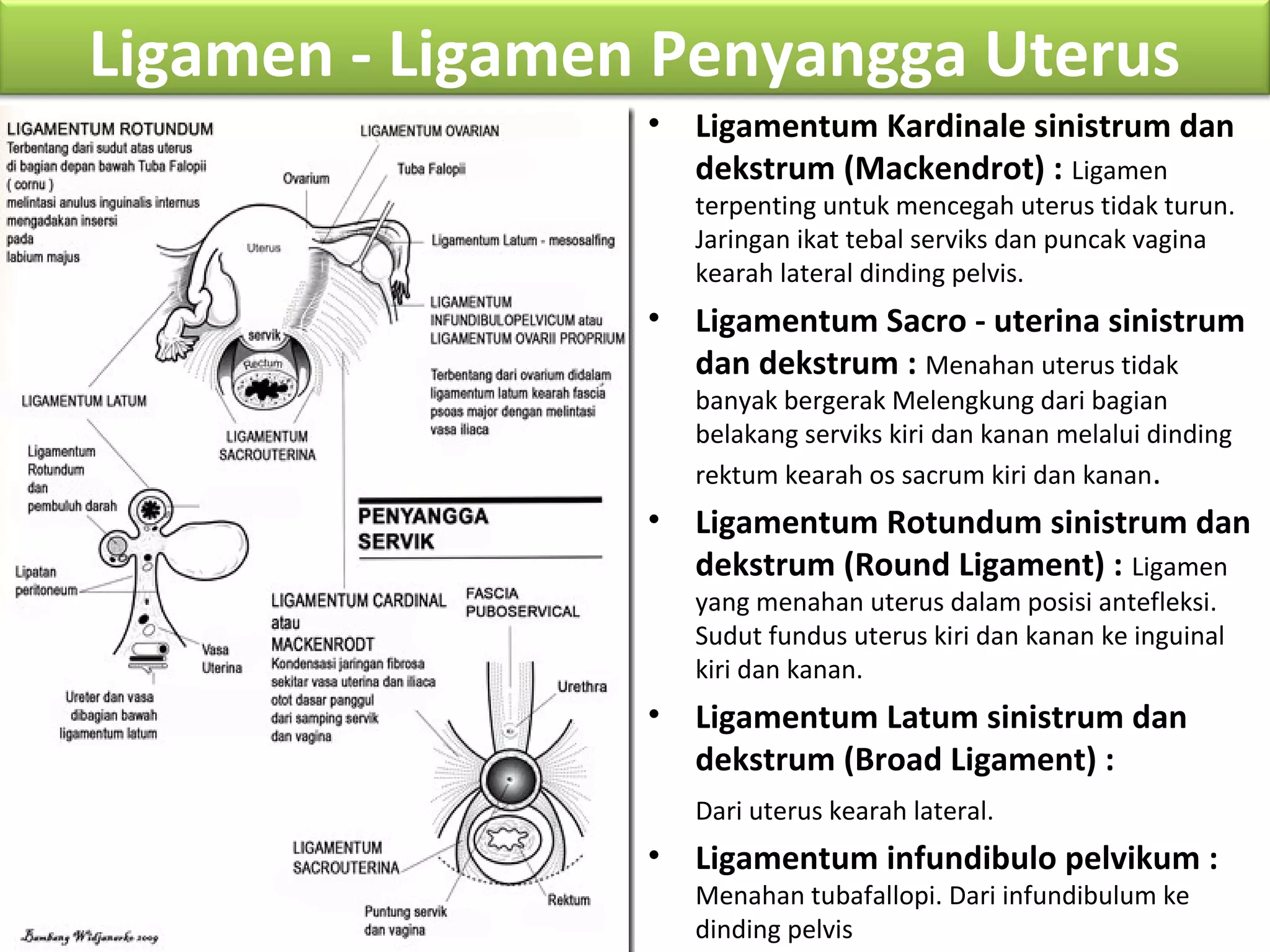 anatomi genitalia (internal dan eksternal) | PPT