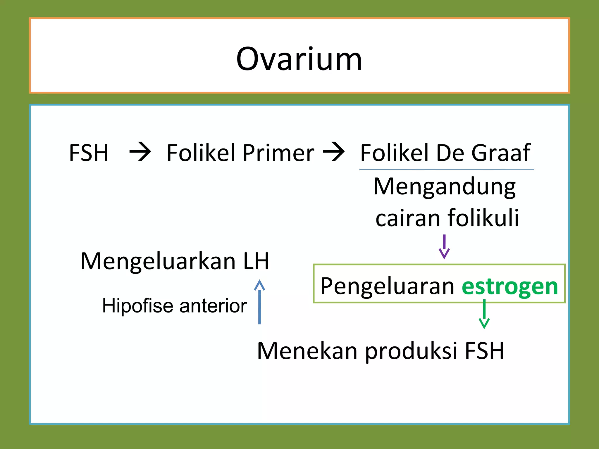 anatomi genitalia (internal dan eksternal) | PPT