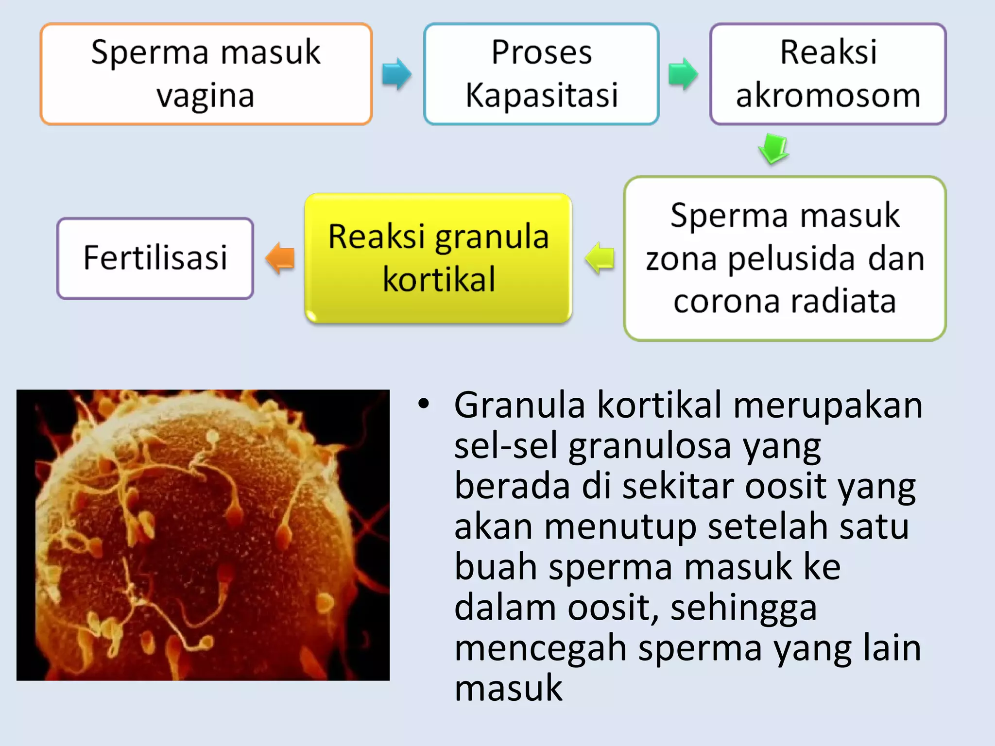 anatomi genitalia (internal dan eksternal) | PPT