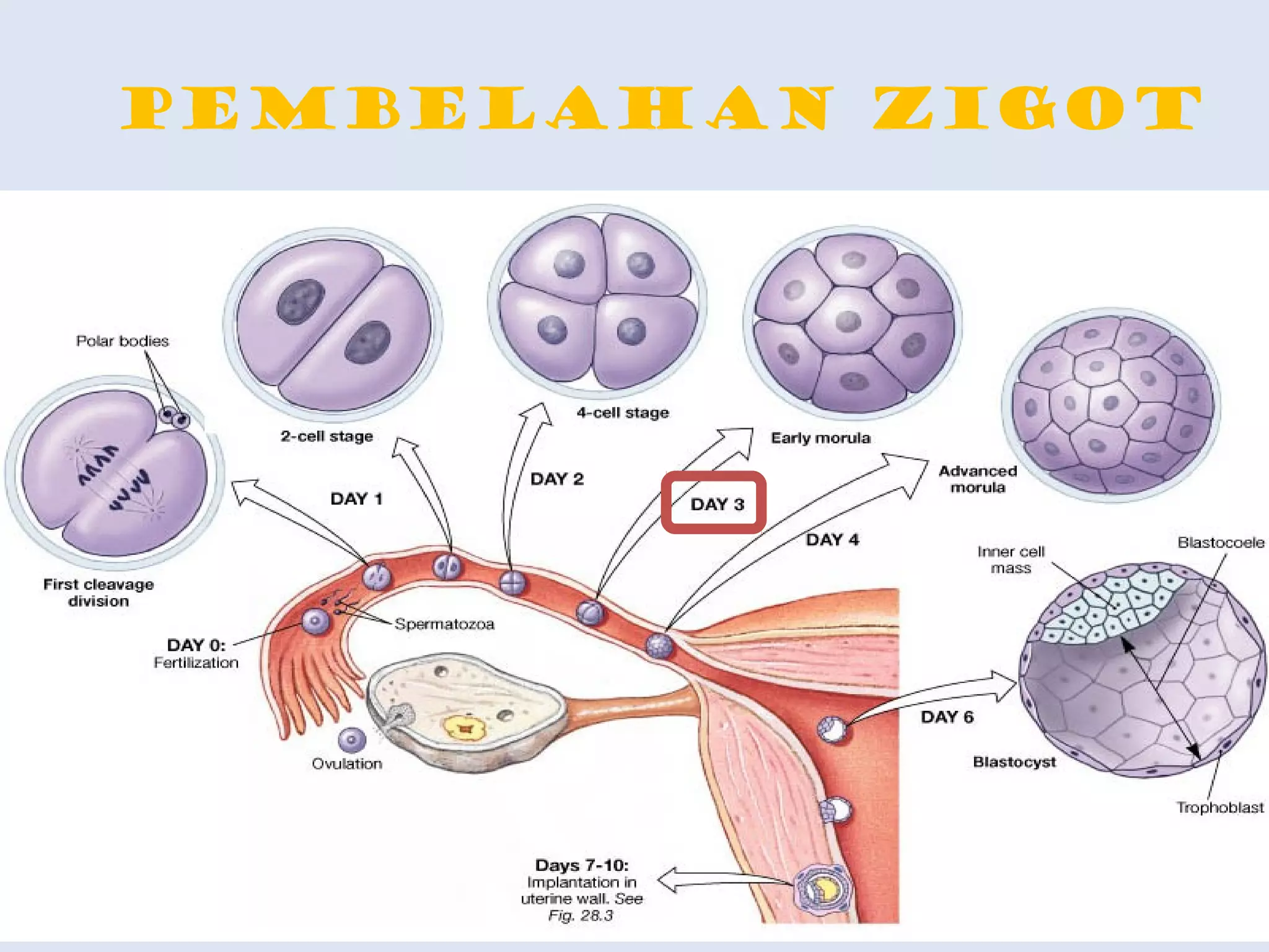 anatomi genitalia (internal dan eksternal) | PPT