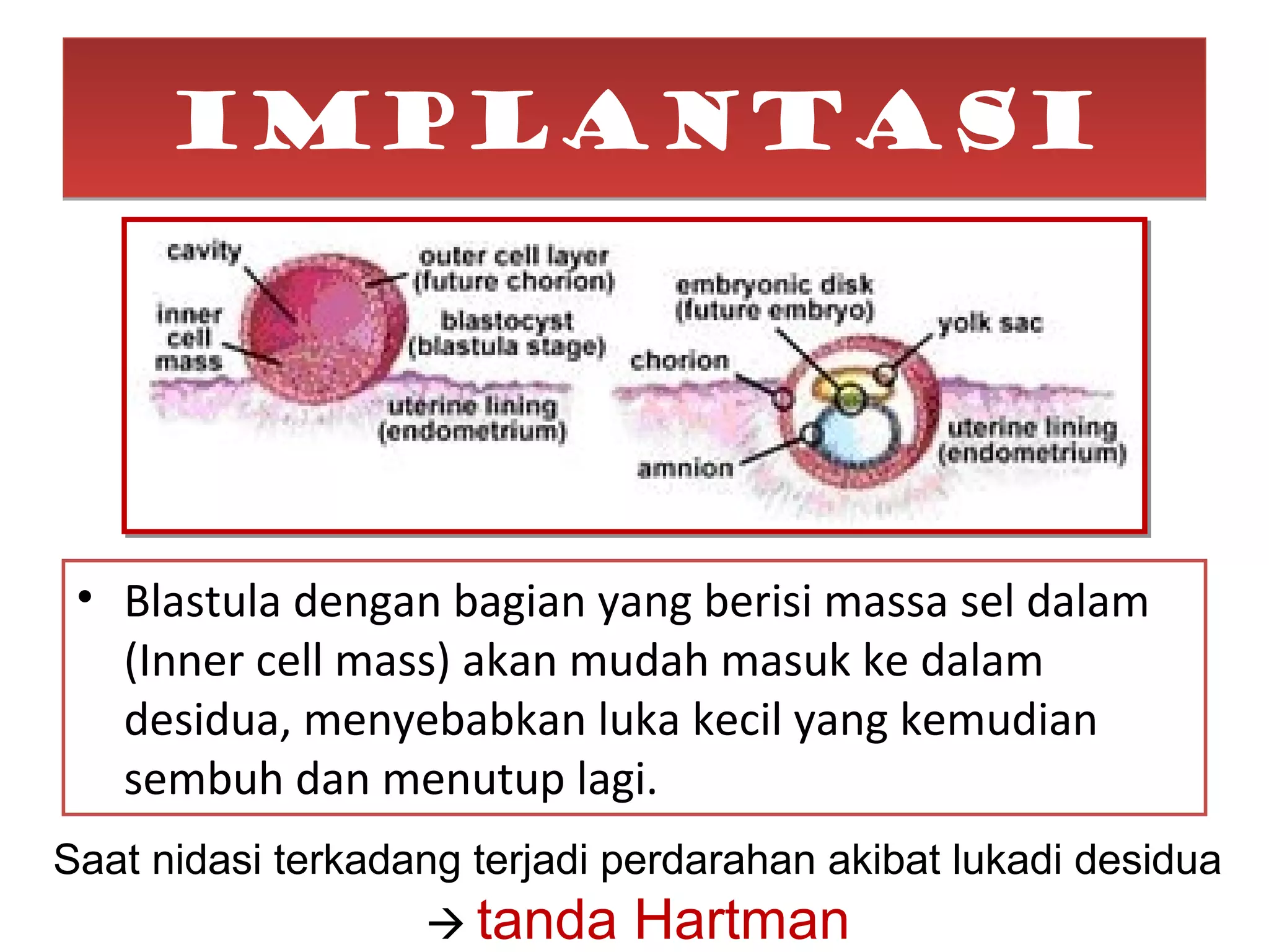 anatomi genitalia (internal dan eksternal) | PPT