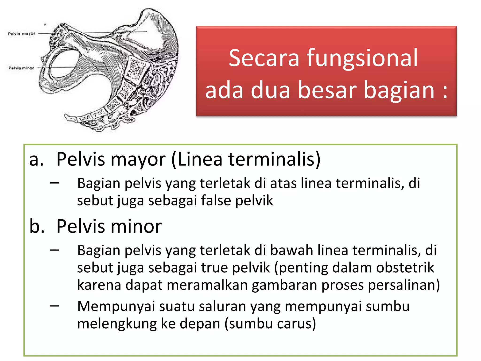 anatomi genitalia (internal dan eksternal) | PPT