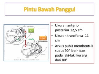 anatomi genitalia (internal dan eksternal) | PPT
