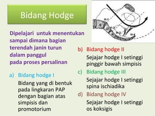 anatomi genitalia (internal dan eksternal) | PPT