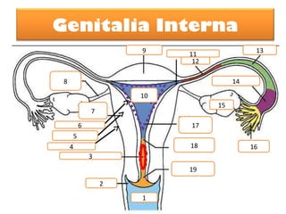 anatomi genitalia (internal dan eksternal) | PPT