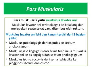 anatomi genitalia (internal dan eksternal) | PPT