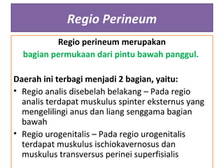 anatomi genitalia (internal dan eksternal) | PPT