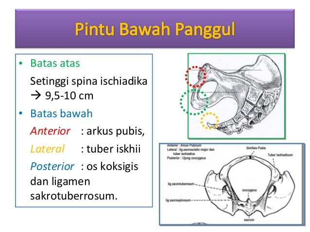 anatomi genitalia (internal dan eksternal)