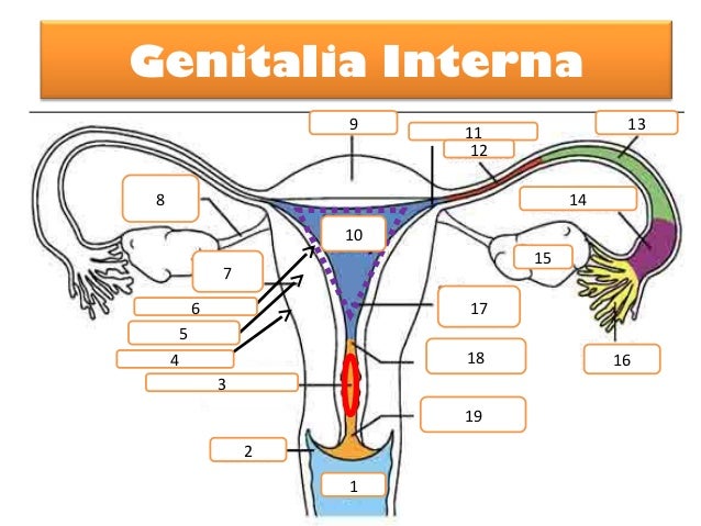 anatomi genitalia (internal dan eksternal)