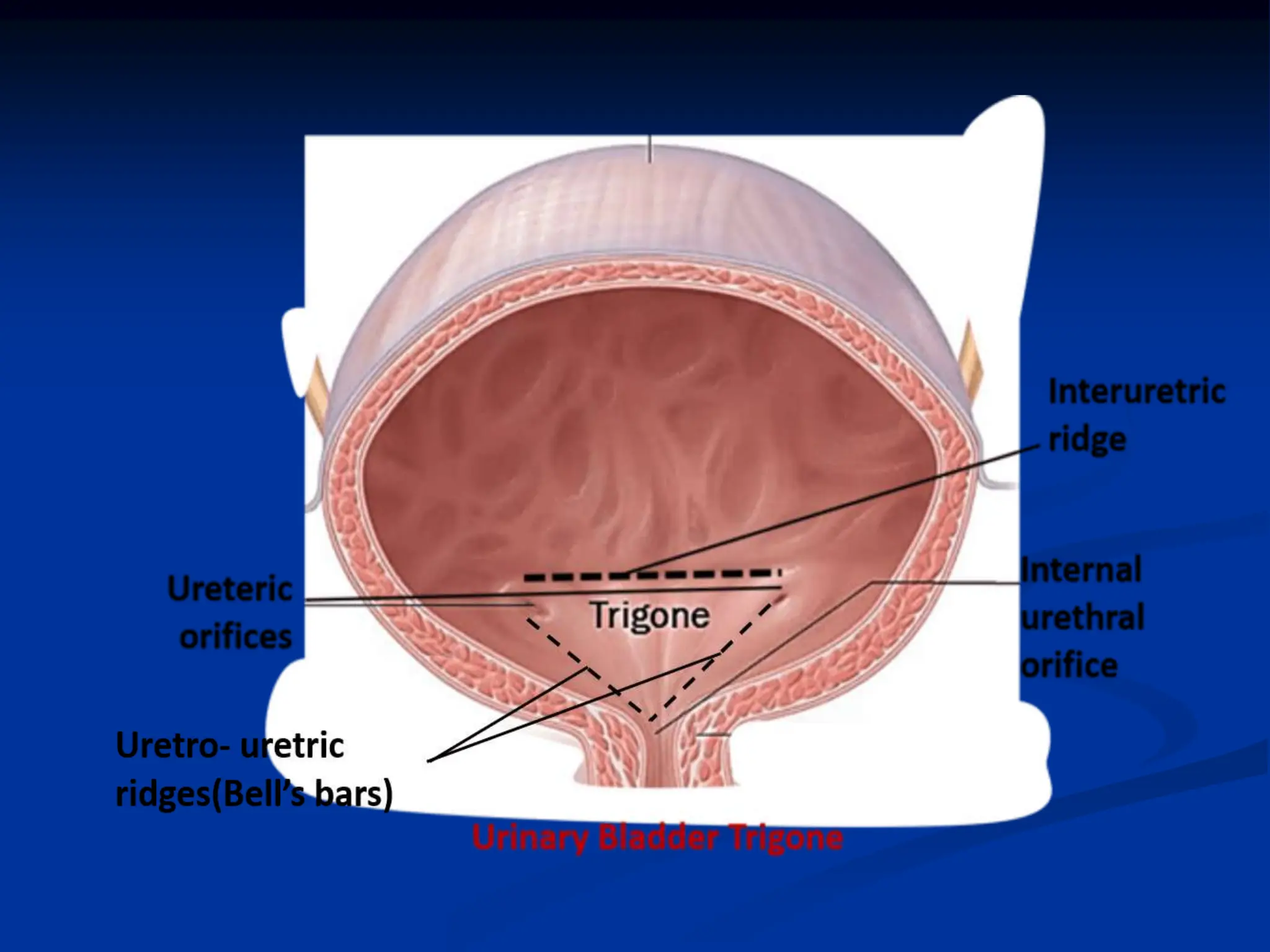Urology - Anatomy part with Kidneys anatomy | PPT