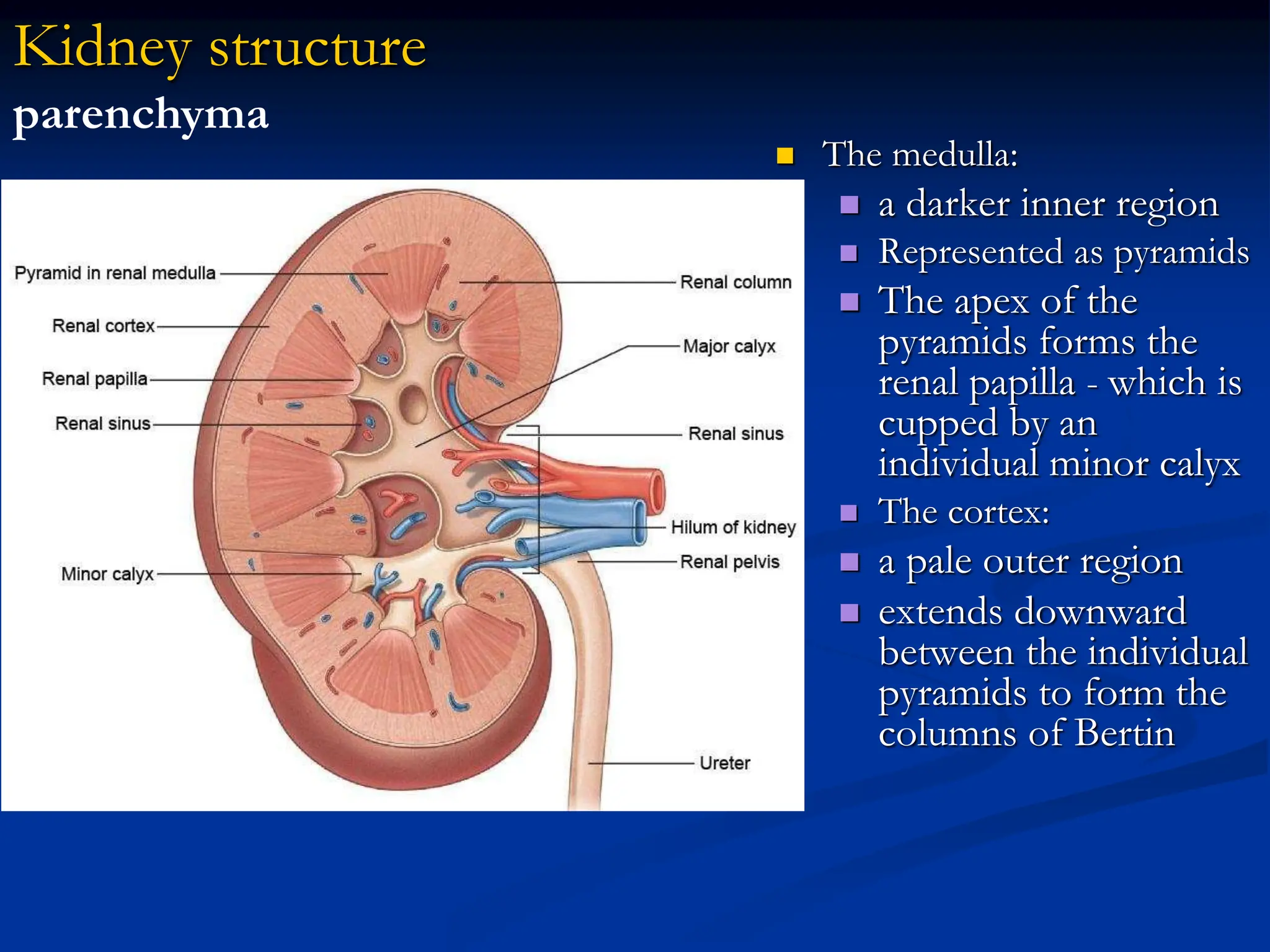 Urology - Anatomy part with Kidneys anatomy | PPT