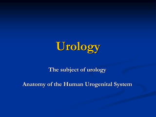 Urology - Anatomy part with Kidneys anatomy | PPT