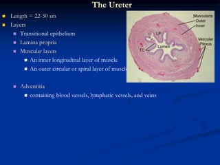 Urology - Anatomy part with Kidneys anatomy | PPT