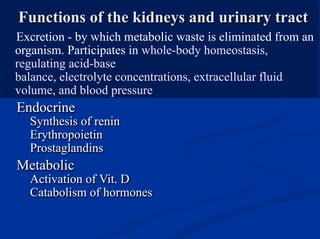 1anatomy.pdf, male Urinary tract, Anatomy | PPT