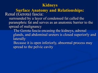 1anatomy.pdf, male Urinary tract, Anatomy | PPT